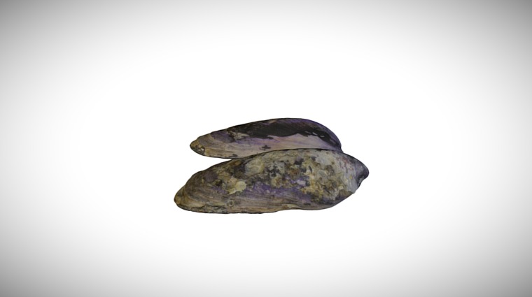 Modiolus capax / CASIZ 92254 - 3D model by California Academy of ...