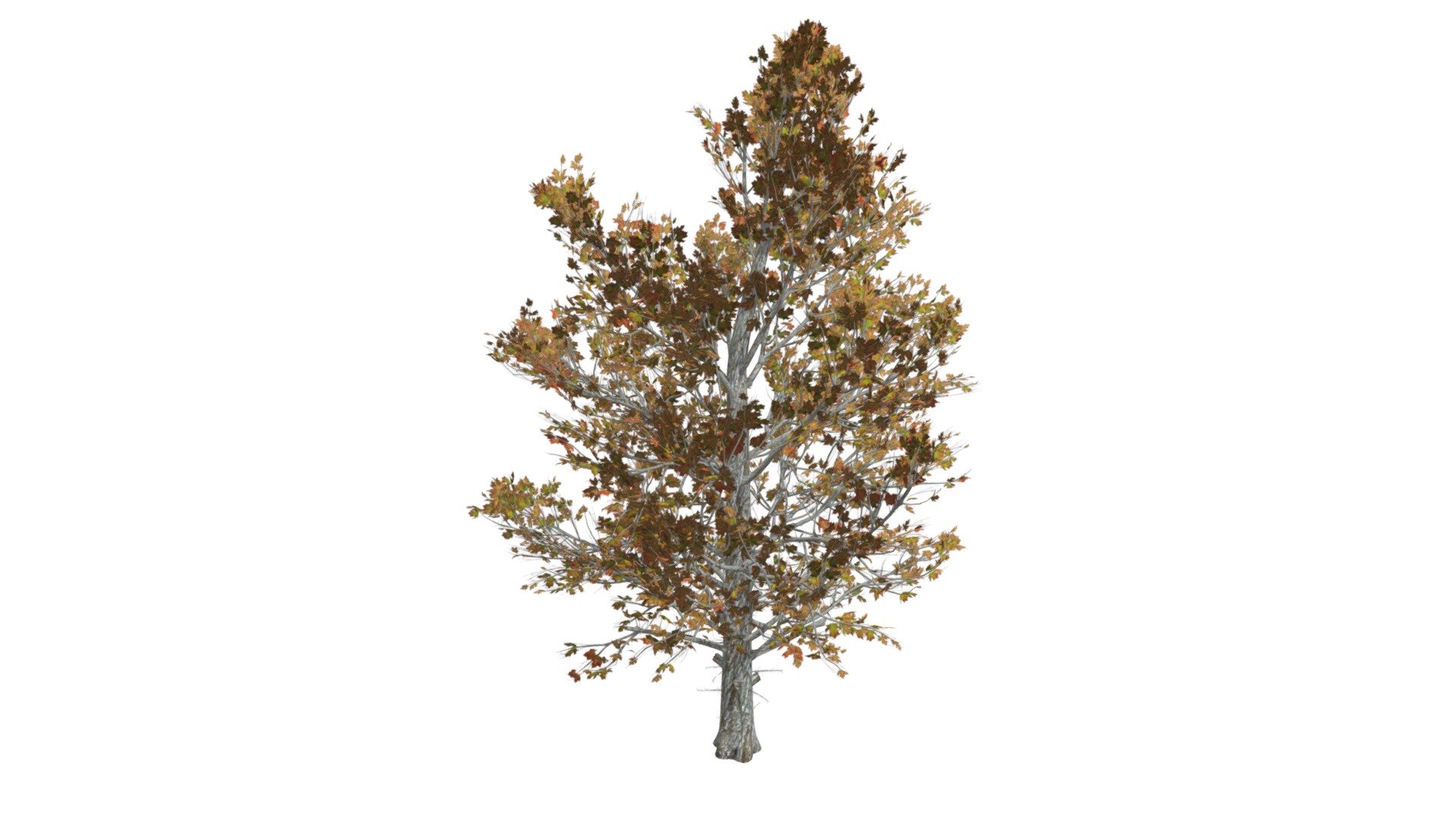 Sugar Maple Tree (Fall) #02 - Buy Royalty Free 3D model by meshshape ...