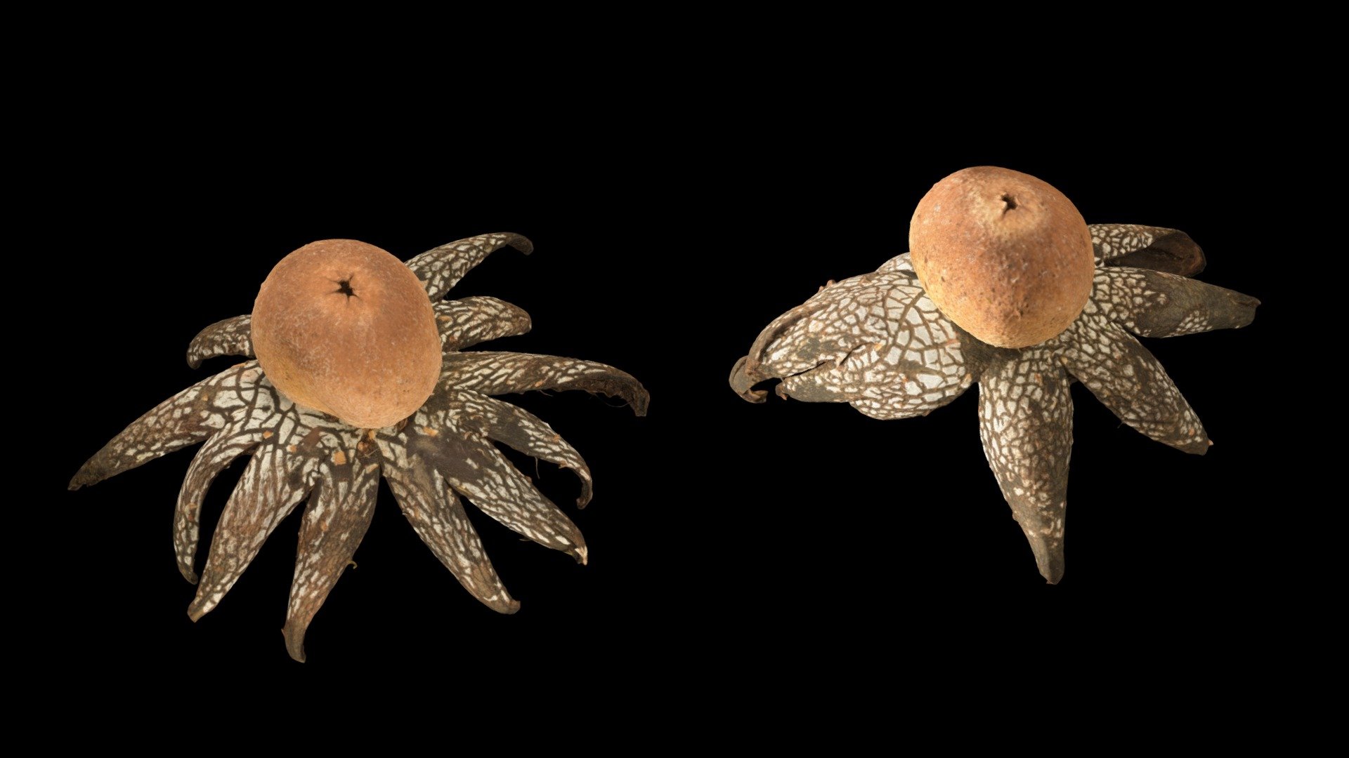 CC0 ツチグリ 🍄 Earthstar Mushroom, A. hygrometricus - Download Free 3D ...