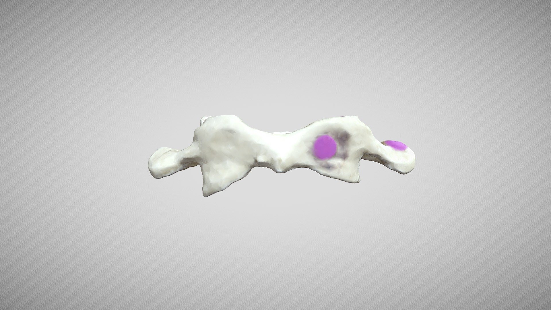 ATLAS VERTEBRAE (Labeled) FINAL - Download Free 3D model by San Diego ...