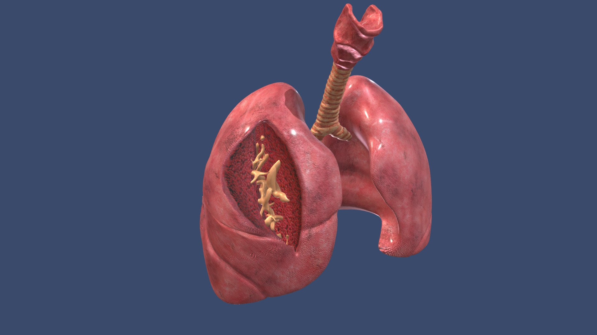 Respiratory System dissection Animation - Buy Royalty Free 3D model by ...