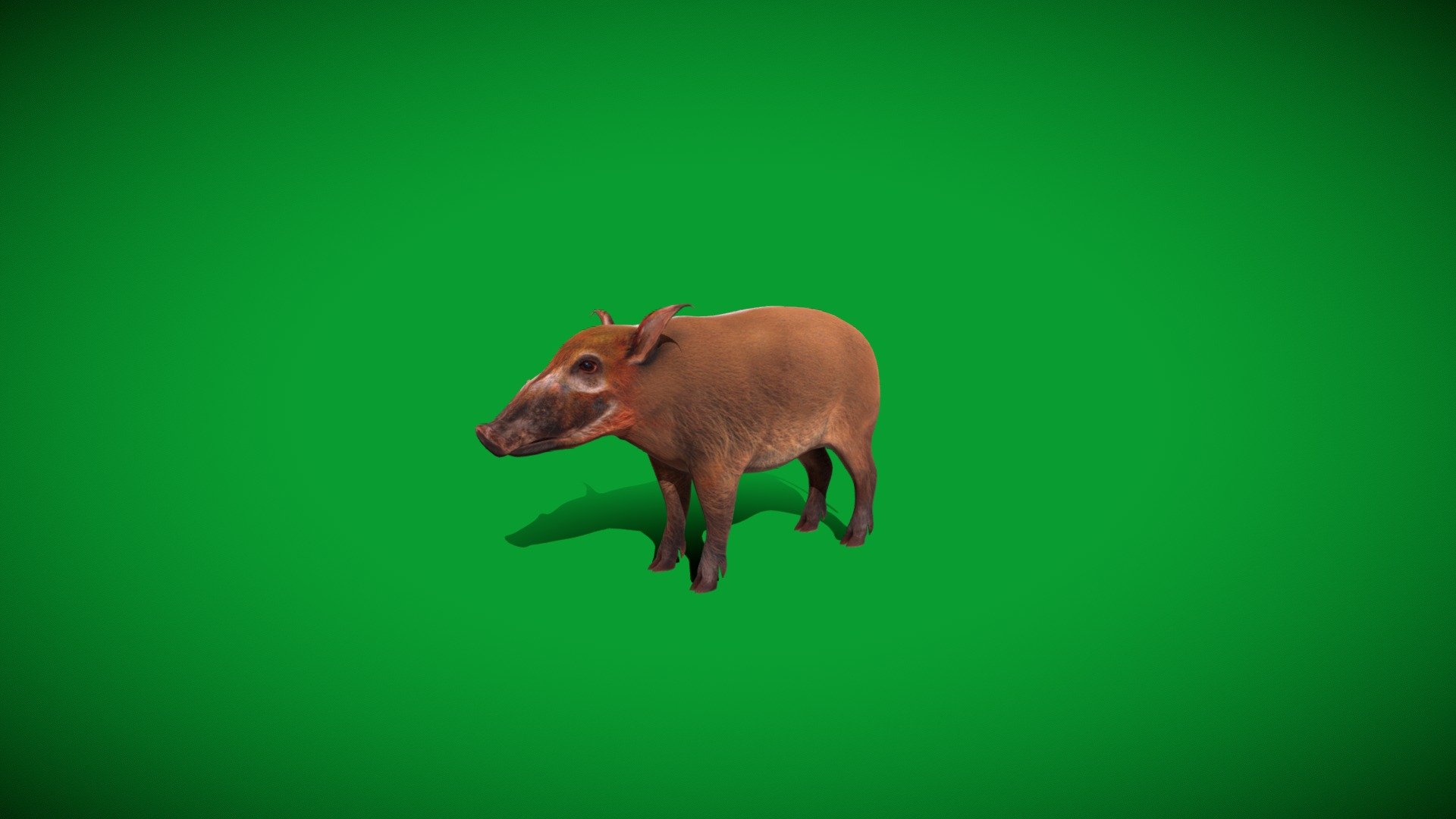 Red River Hog - 3D model by Nyilonelycompany [a712777] - Sketchfab