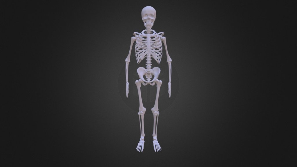Skeleton - 3D model by randomguy1 [a717525] - Sketchfab