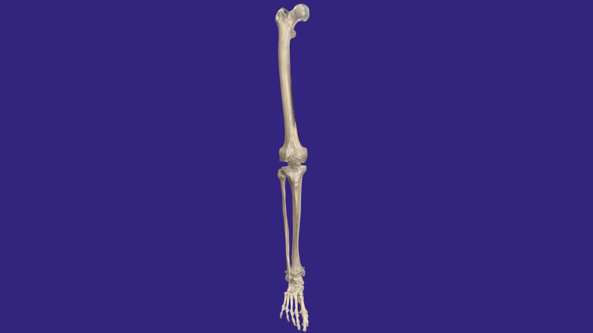 menschliches Bein human leg - 3D model by Institute of Anatomy Rostock ...