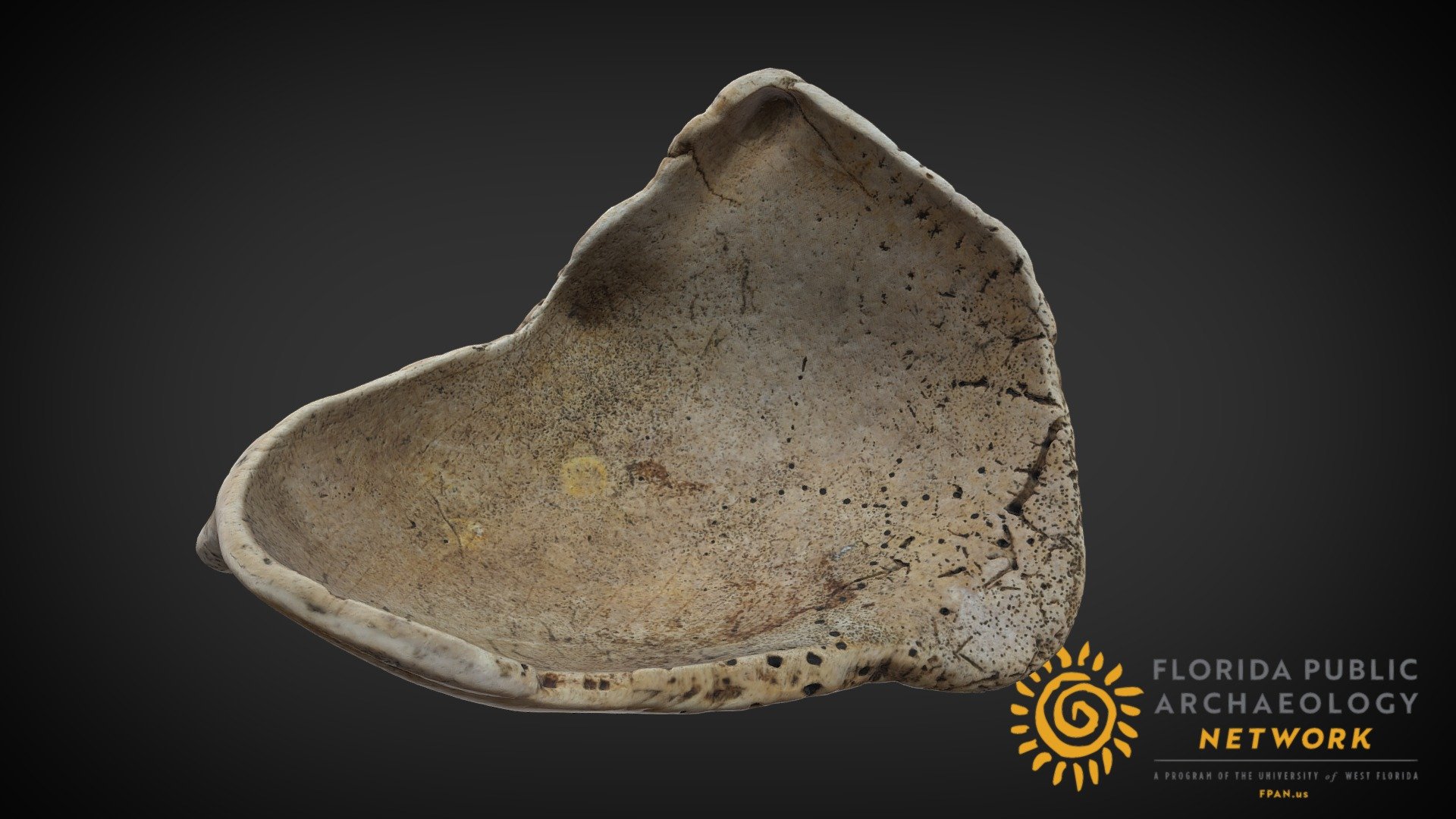 Shell Cup - Download Free 3D model by Florida Public Archaeology ...