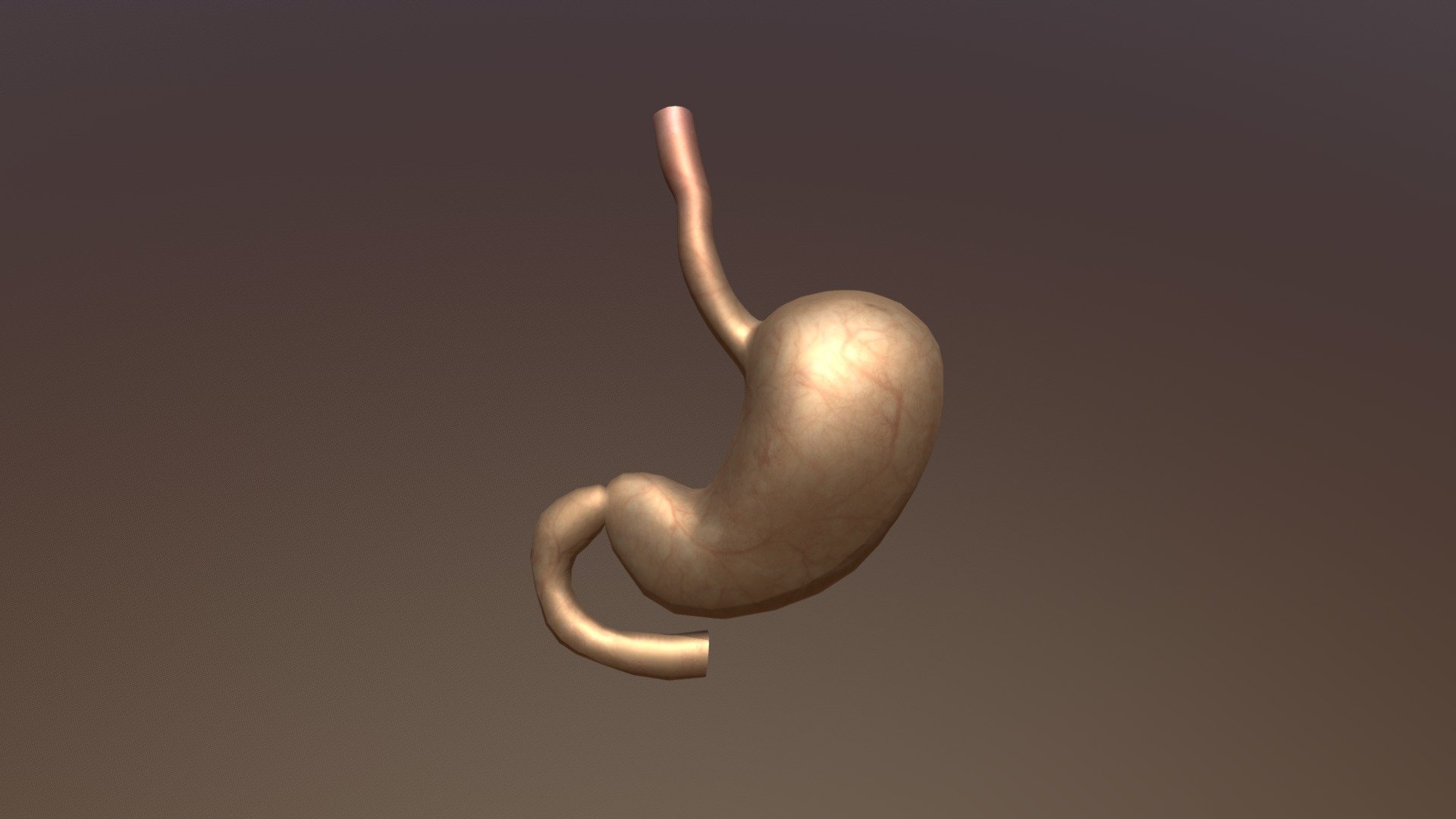 Stomach - 3D model by Virtual Reality (@simulanis) [a718ecd] - Sketchfab