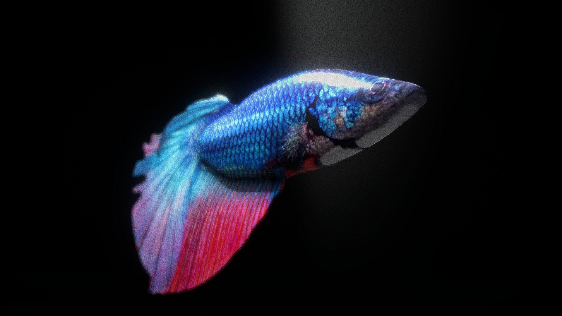 Blue Fish 0001 - Download Free 3D model by Smith (@smithedits) [a71b101 ...