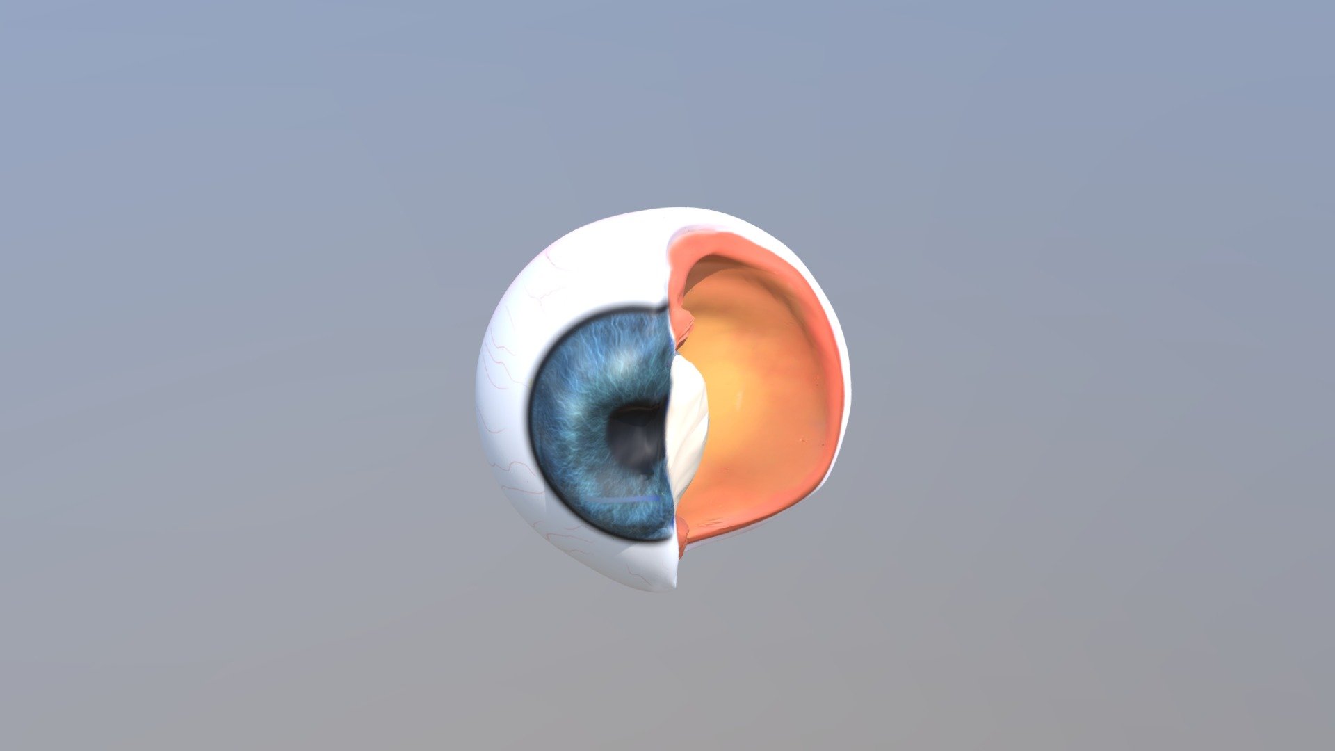 Eye Section Final - 3D model by RCPSG Heritage (@rcpsgheritage ...