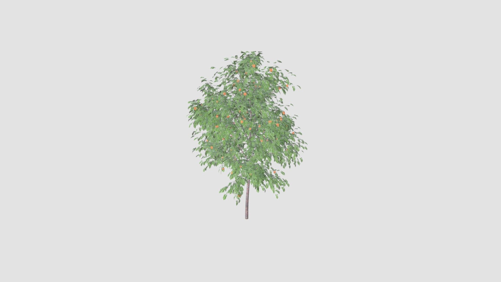 mountain ash - Buy Royalty Free 3D model by Evermotion [a724e18 ...