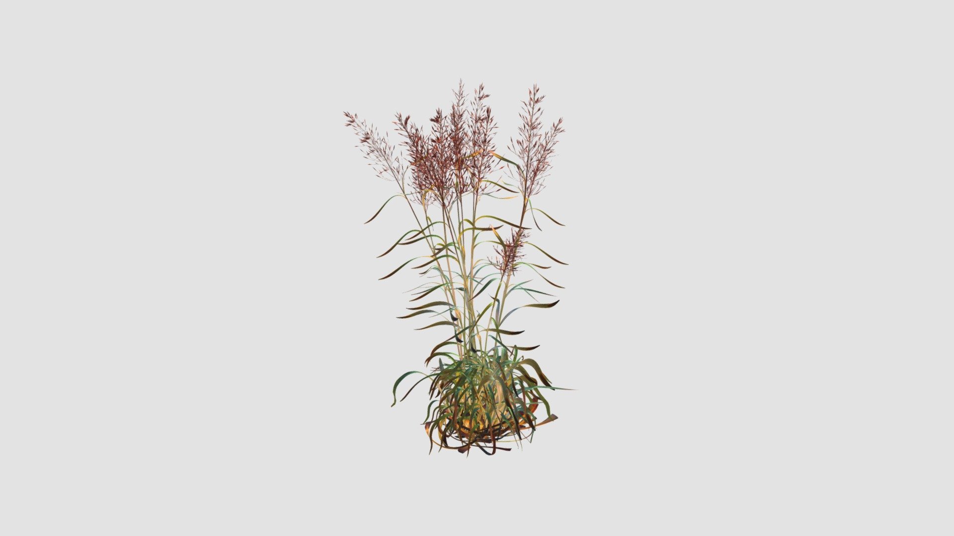 Spodiopogon sibiricus - Buy Royalty Free 3D model by Evermotion ...