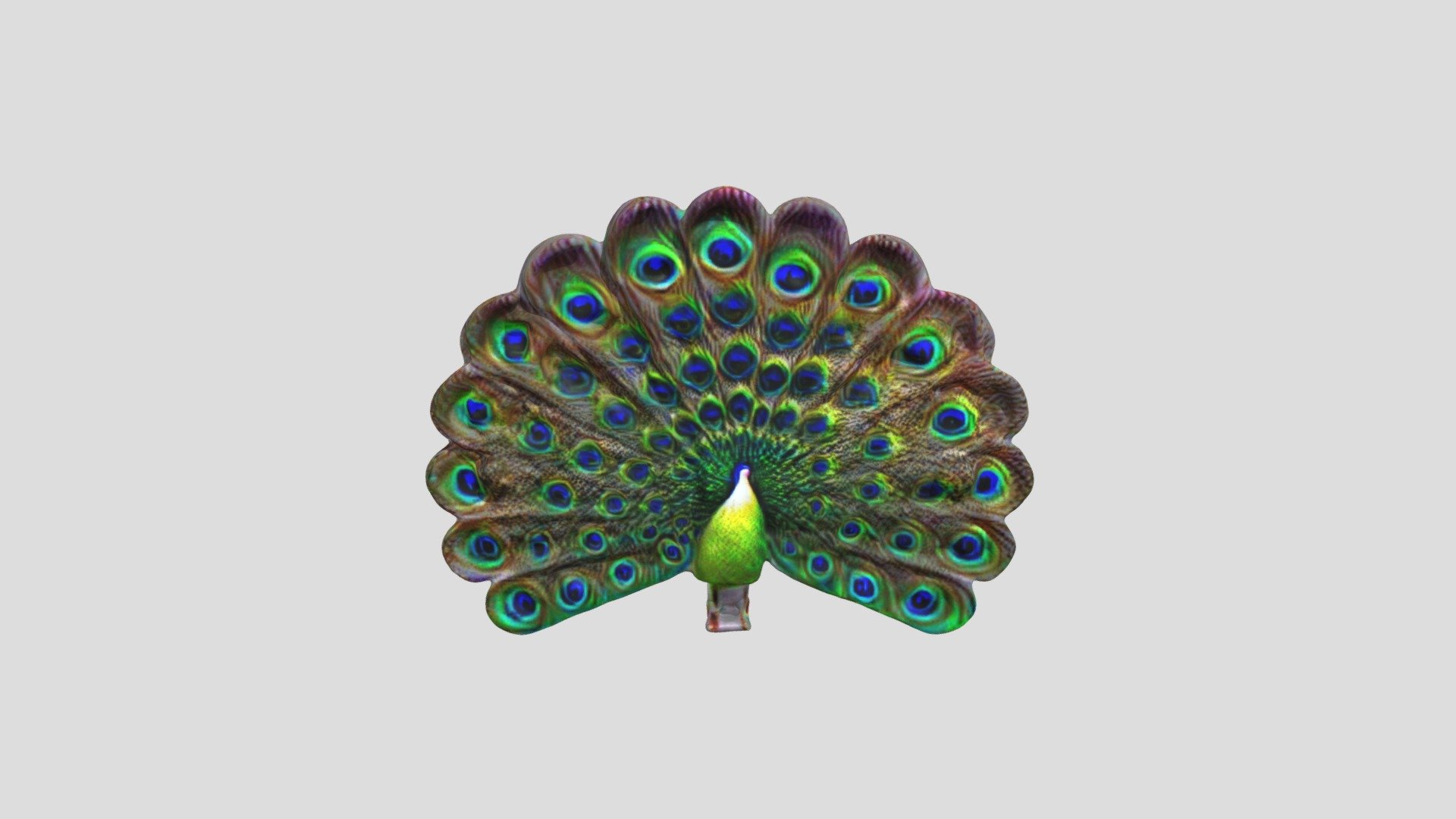 peacock - Download Free 3D model by lolietche1 [a735b4c] - Sketchfab