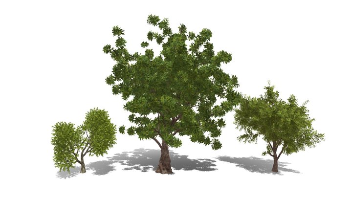 Neem 3D models - Sketchfab