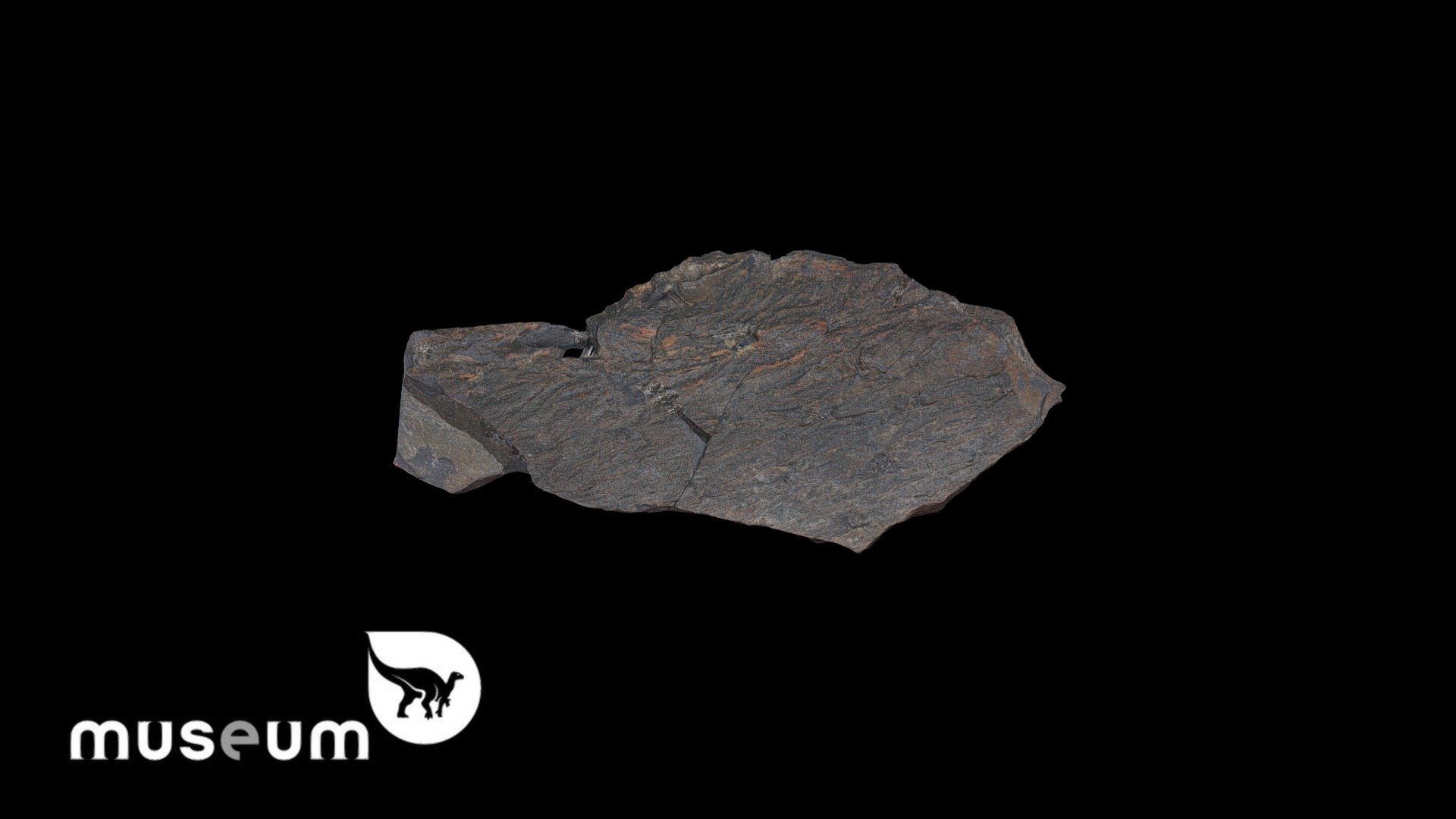 IRSNB b 7881 - Stigmaria ficoides - 3D model by Royal Belgian Institute ...