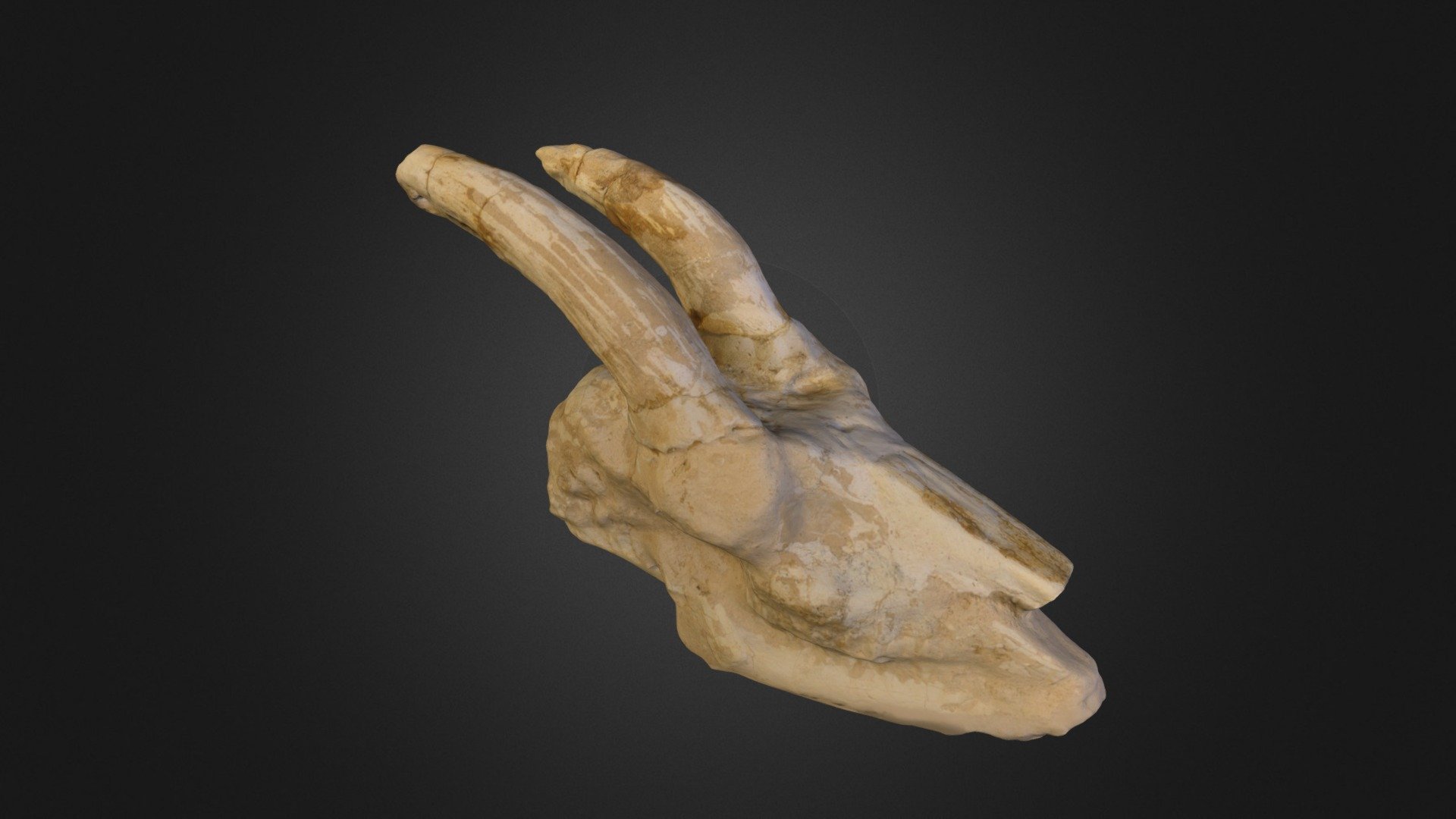 ANTELOPE SKULL FOSSIL - 3D model by 3D Fossils (@conqueror78) [a741cb7 ...