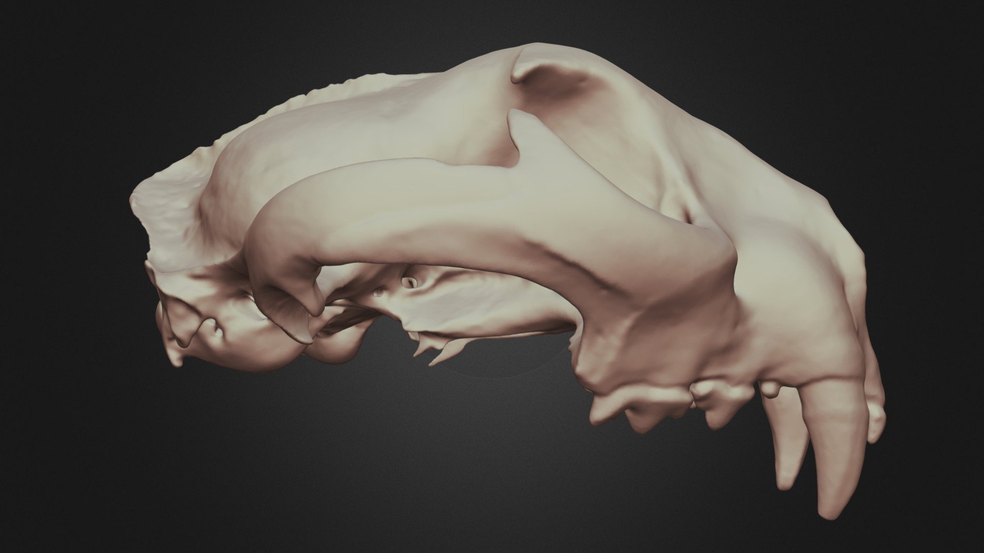 Puma concolor (Cougar) Skull - 3D model by Lakehead Anthropology ...