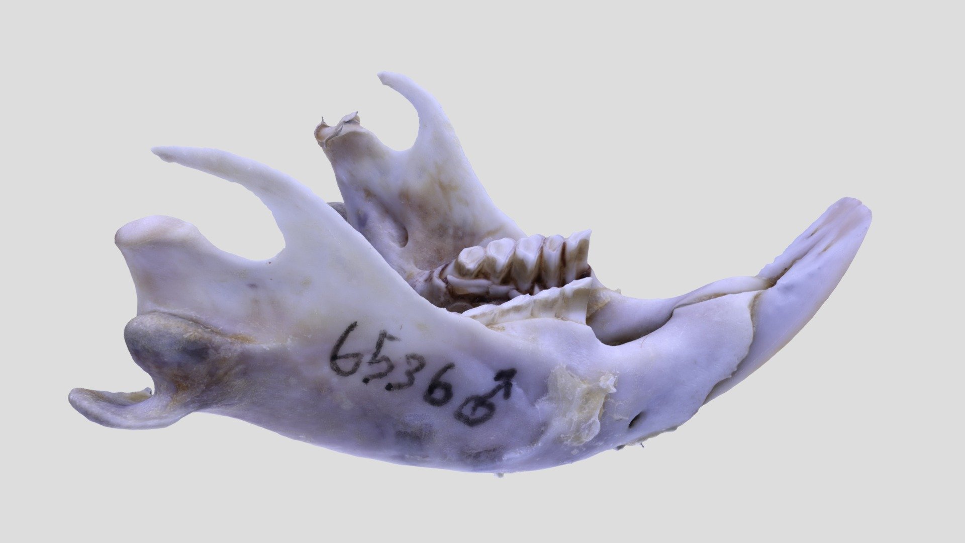 UWYMV:Mamm:6536, Thomomys clusius, mandible - Download Free 3D model by ...
