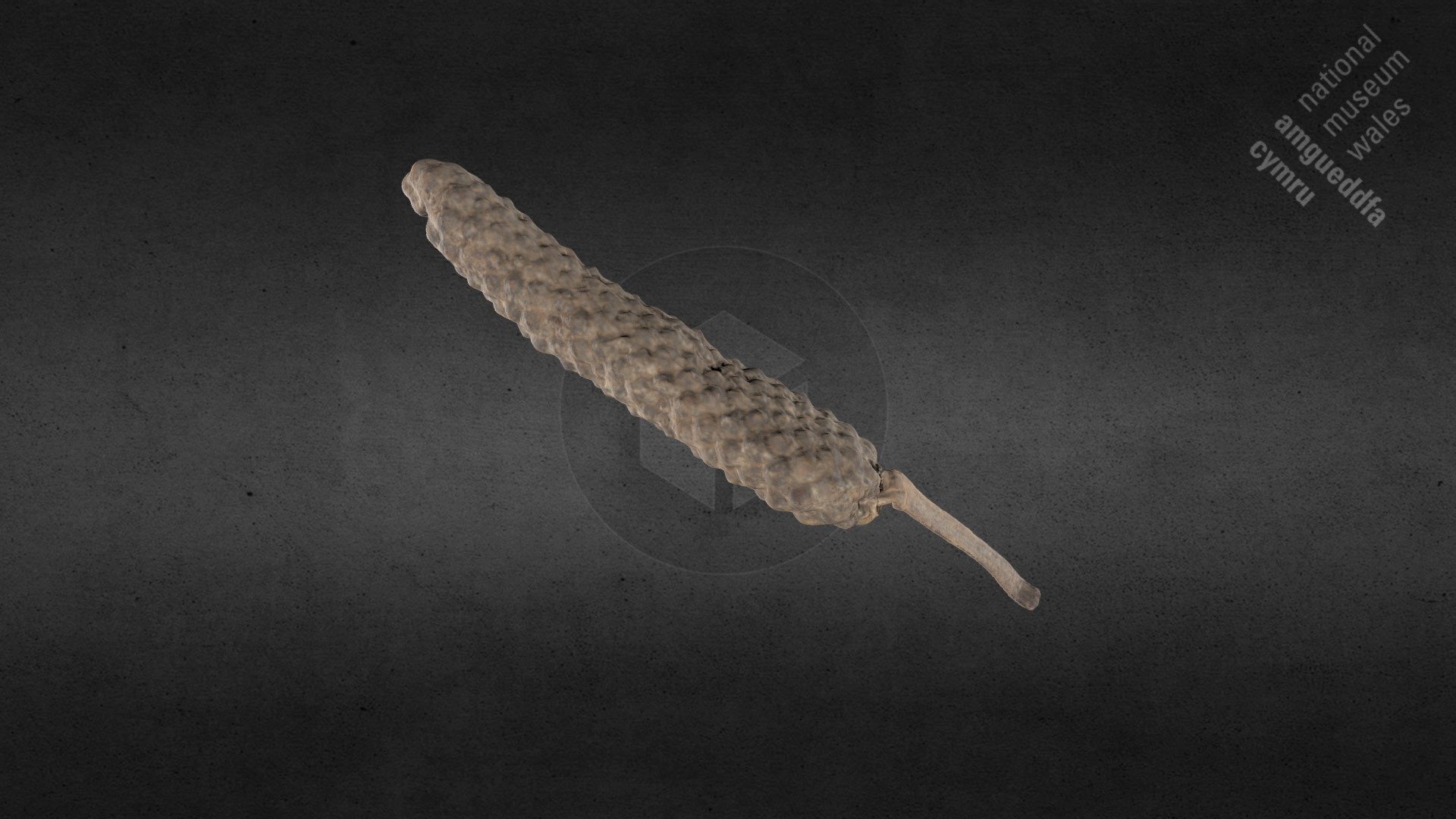 Piper Retrofractum - Javanese long pepper - 3D model by Amgueddfa Cymru ...