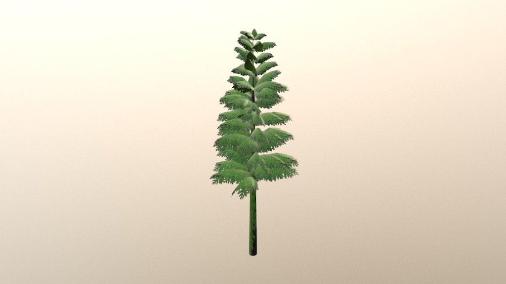 Fir Tree - 3D model by lee_delaney [a74e336] - Sketchfab