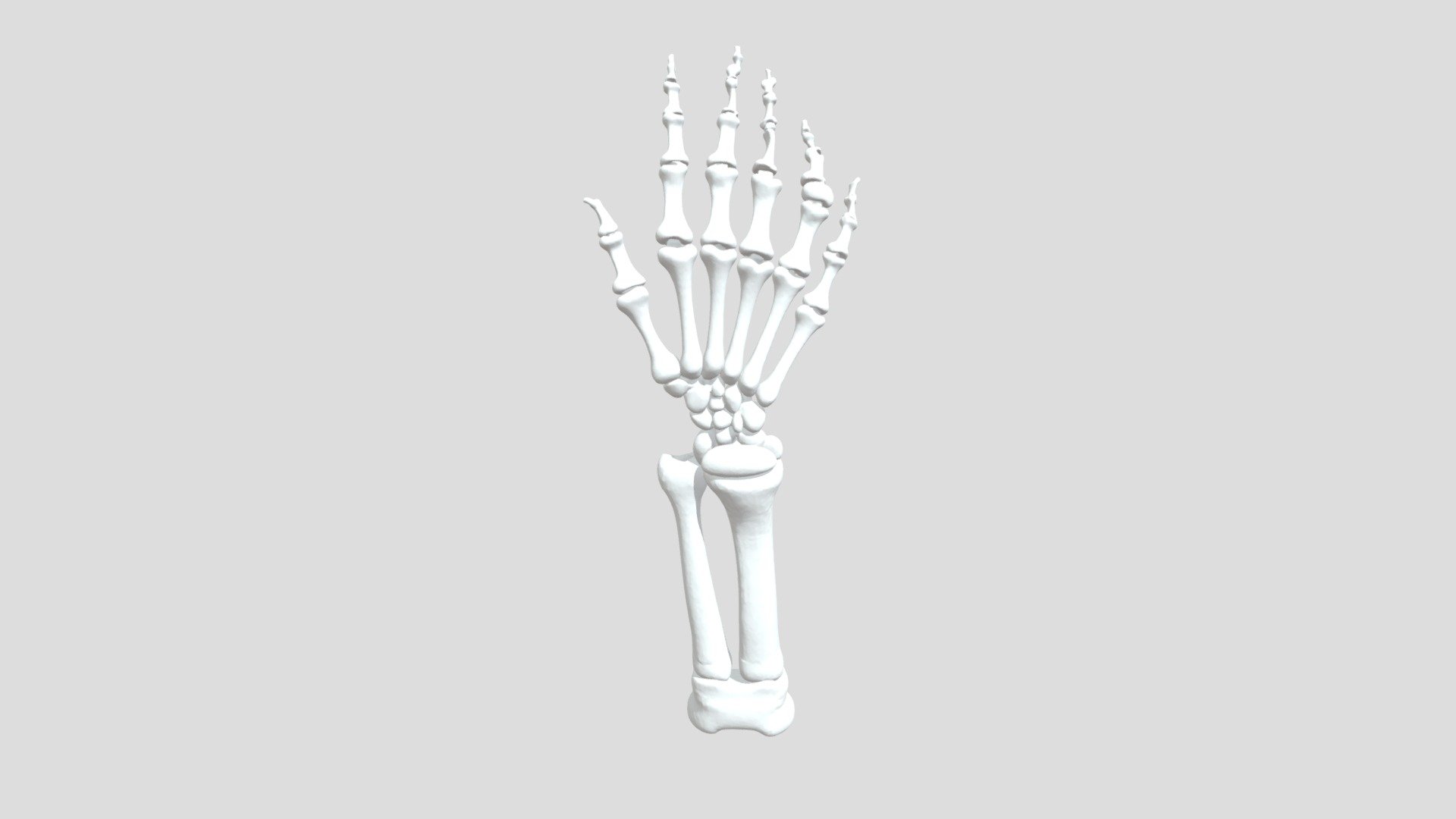 Skeleton hand - Download Free 3D model by Alohamoon [a74e5f6] - Sketchfab
