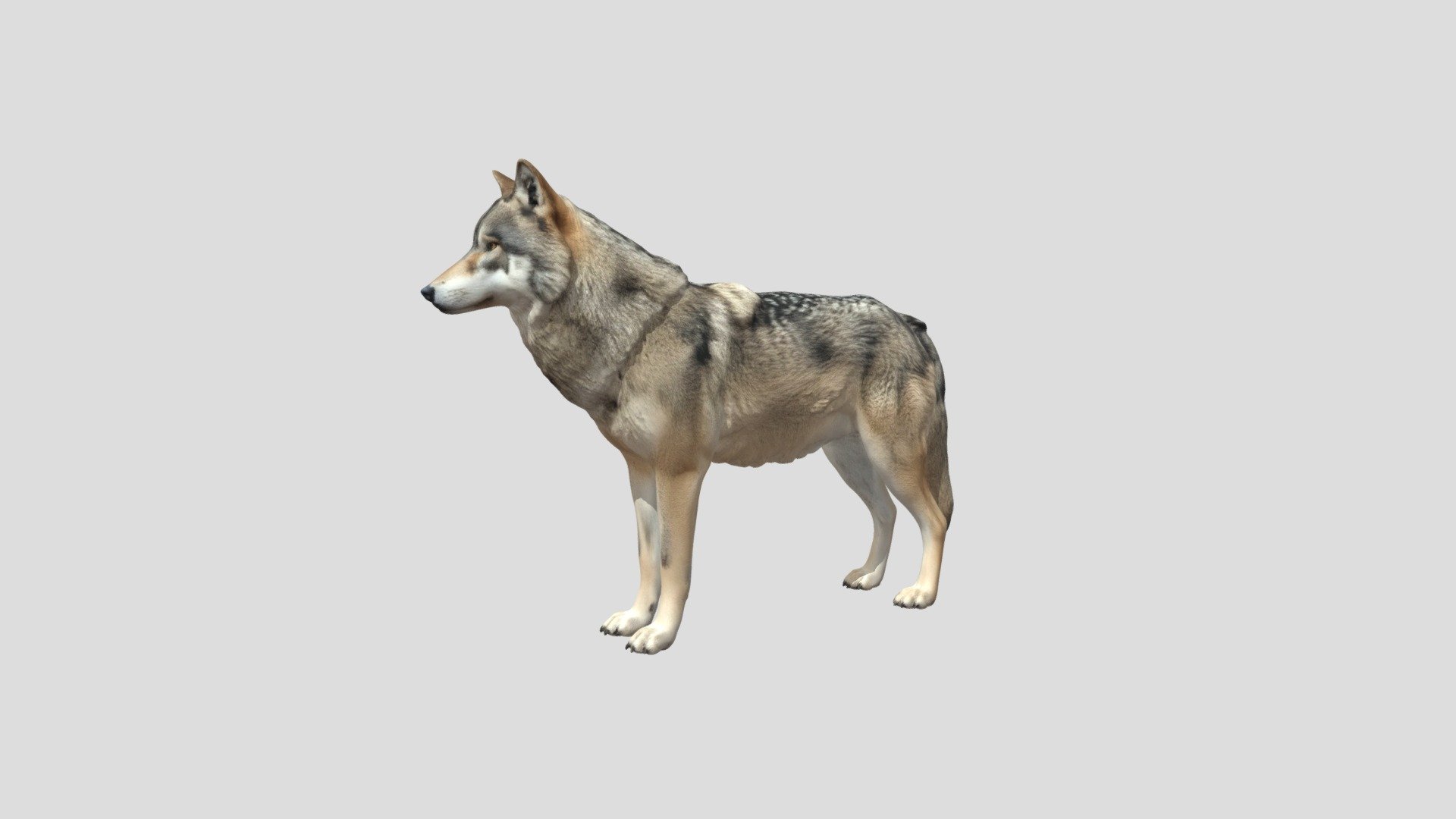 Snowy Gray Wolf - Download Free 3D model by restore50 [a755bfd] - Sketchfab