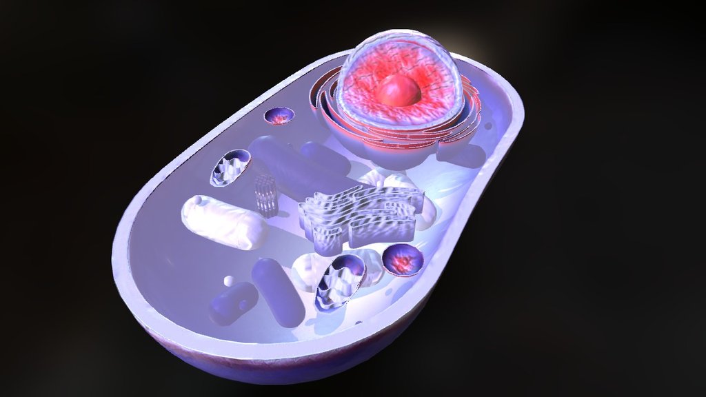 Animal Cell - 3D model by Gaia Tech (@gaiatech) [a75ad6b] - Sketchfab