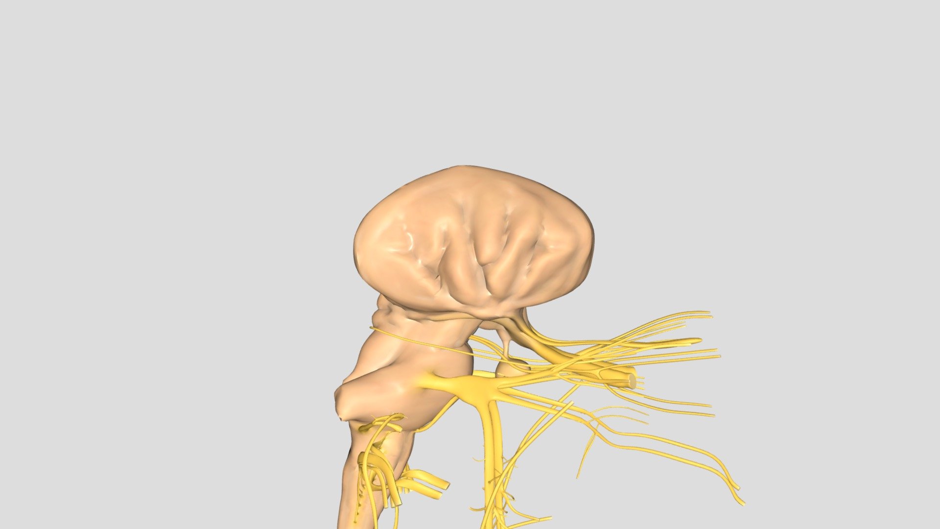 Brainstem_and_Nerves_1 - 3D model by iSO-Swift [a75d9e3] - Sketchfab