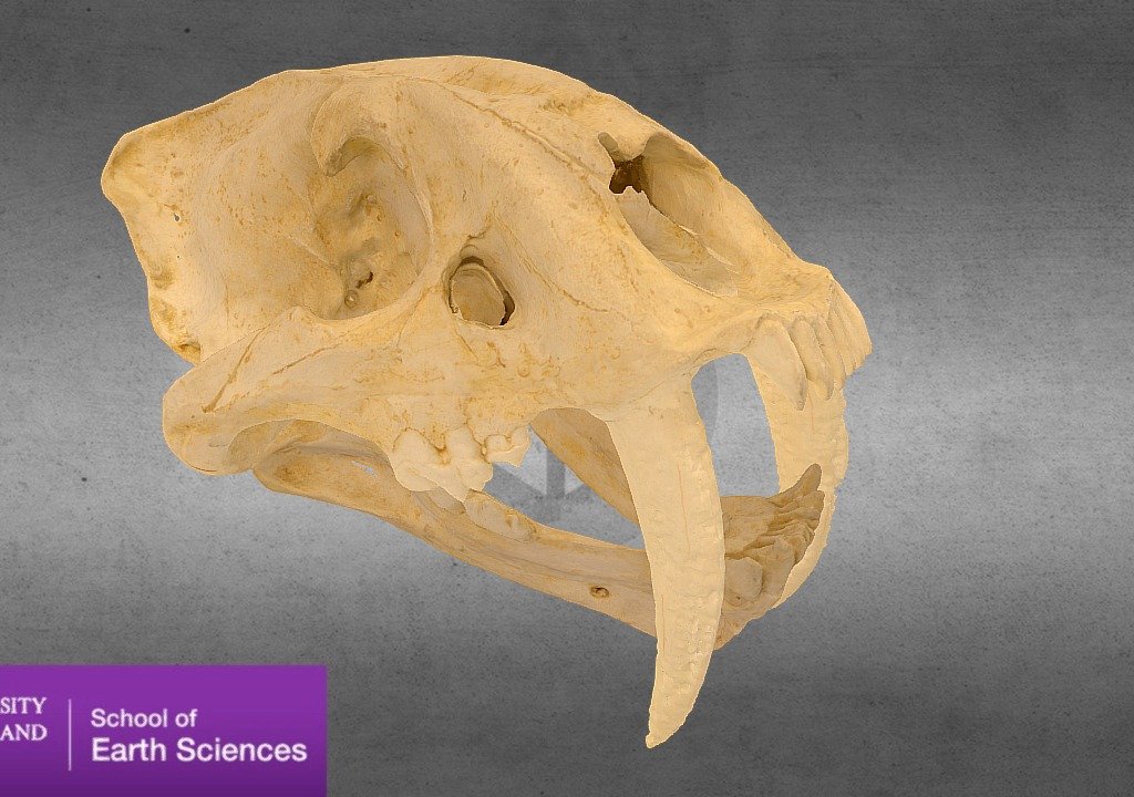 Sabertooth Skull (Smilodon Fatalis) - 3D model by nate_siddle (@nate ...