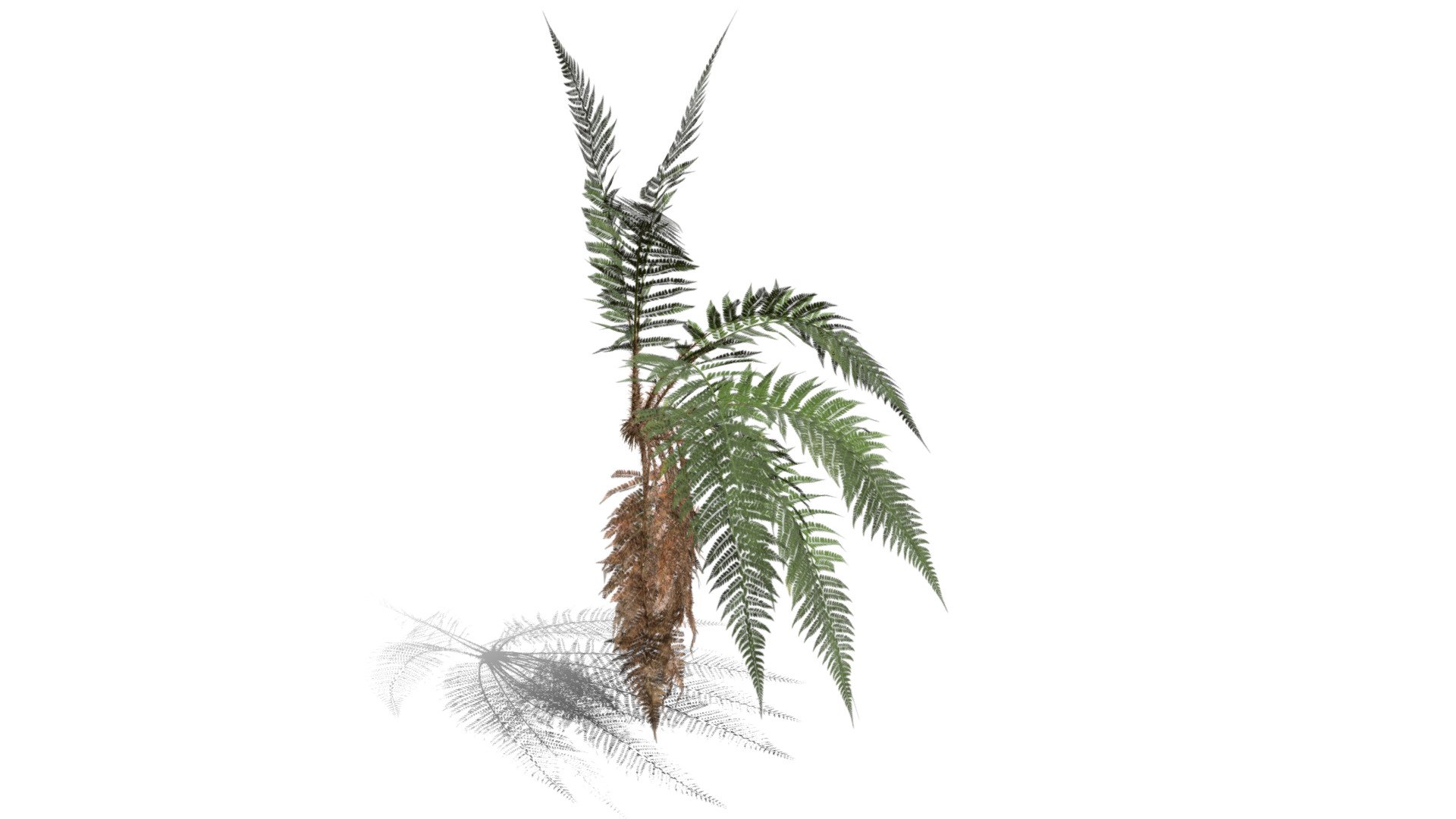 Realistic HD Male fern (26/50) - Buy Royalty Free 3D model by ...