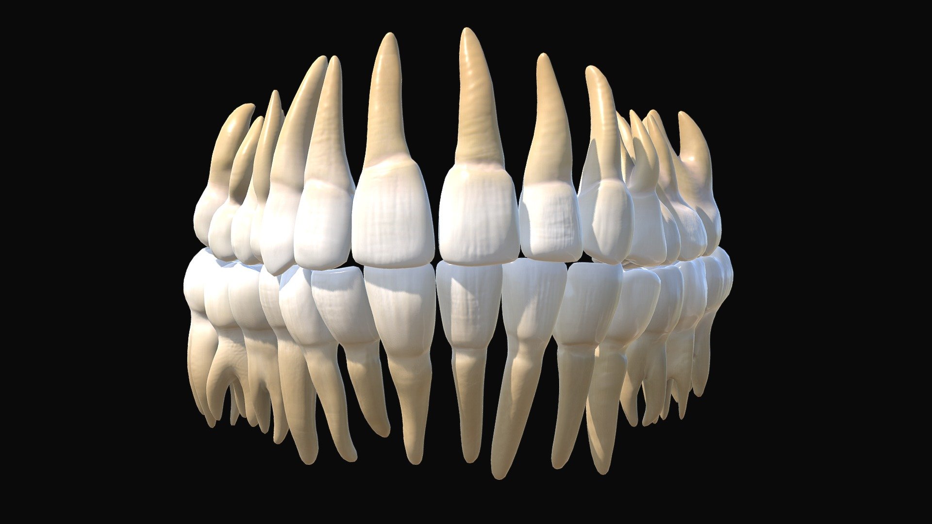 Human Tooth - Buy Royalty Free 3D model by zames1992 [a773132] - Sketchfab Store