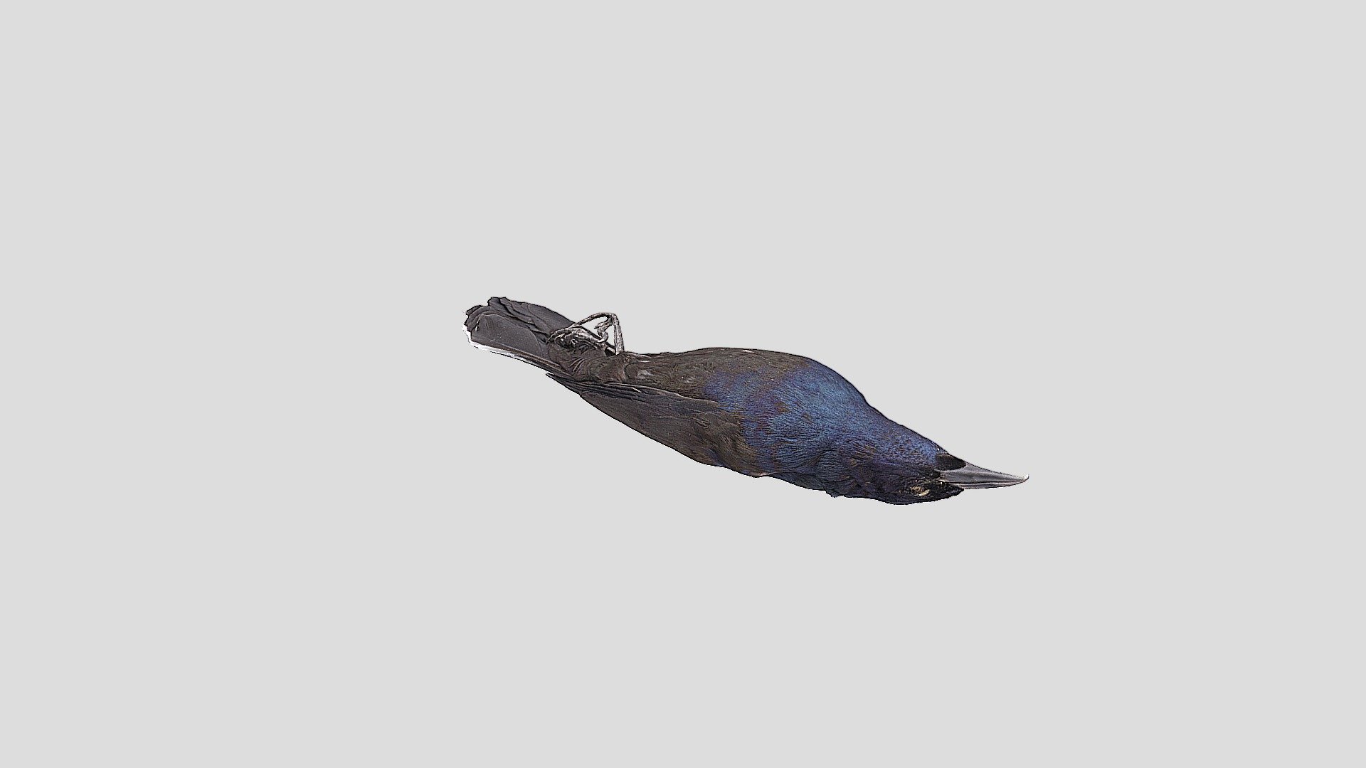 Common Grackle - Download Free 3D model by Min Jang (@jangmd) [a77451f ...