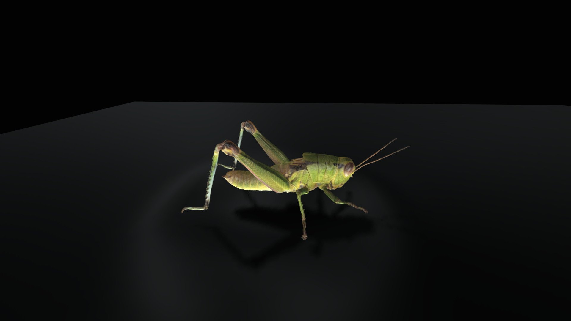 Free Insect animation for VFX and more - Download Free 3D model by ...