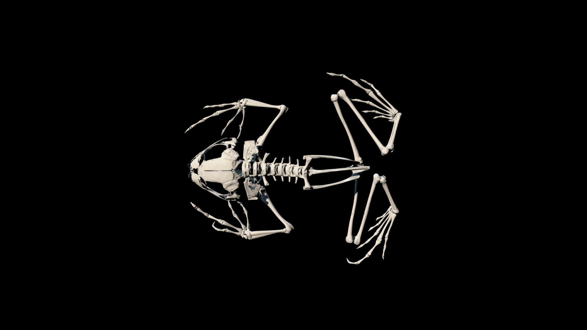 Arthroleptidae: Cardioglossa cyaneospila - 3D model by Blackburn Lab ...