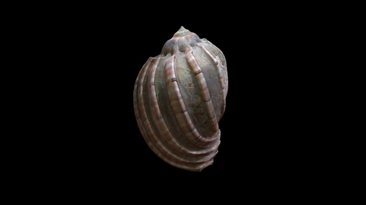 Seashell 3D models - Sketchfab