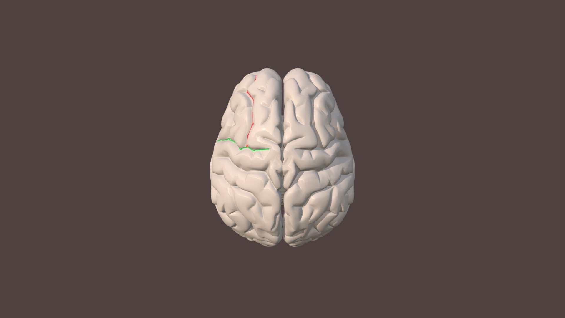 Frontal brain sulci - 3D model by emoore777 [a77a22b] - Sketchfab