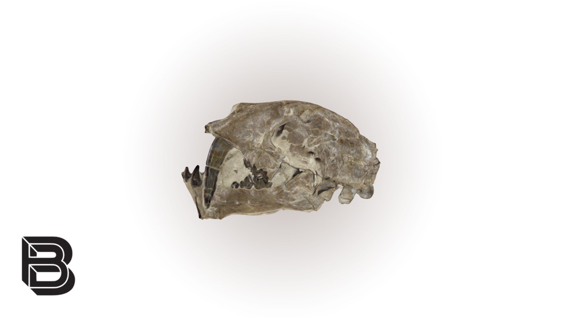 False Saber Cat Skull Fossil - 3D model by The Bishop Museum of Science ...