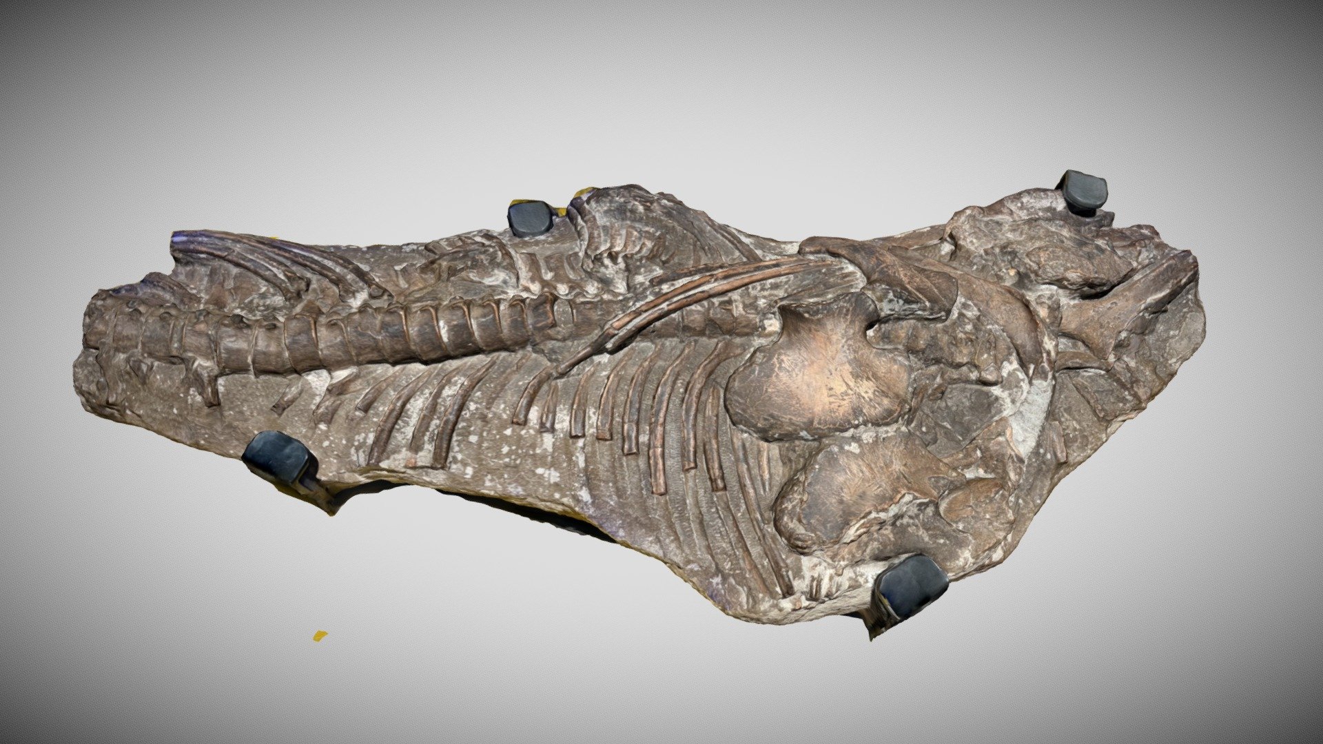 Plesiosaur fossil - Buy Royalty Free 3D model by blackfirefilms ...