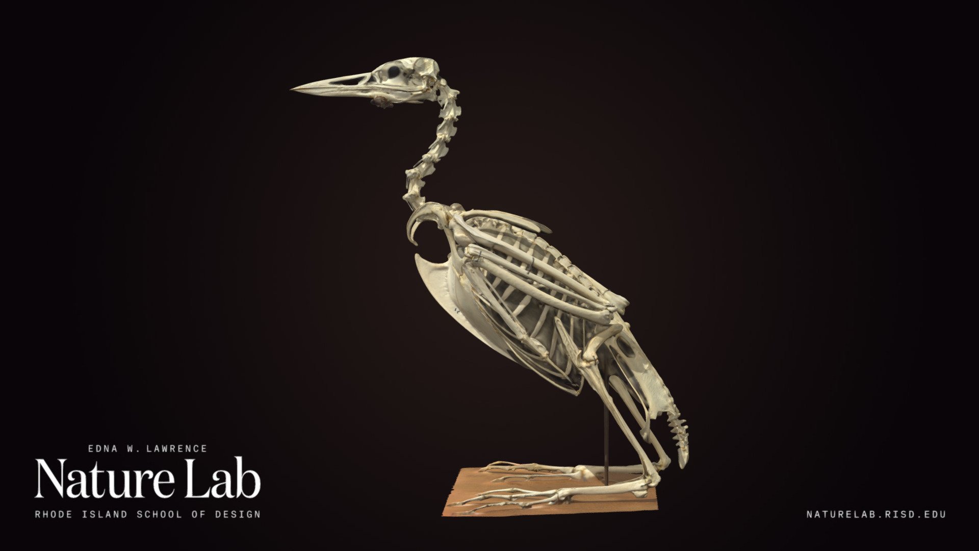 Mounted Loon Skeleton - Download Free 3D model by RISD Nature Lab ...