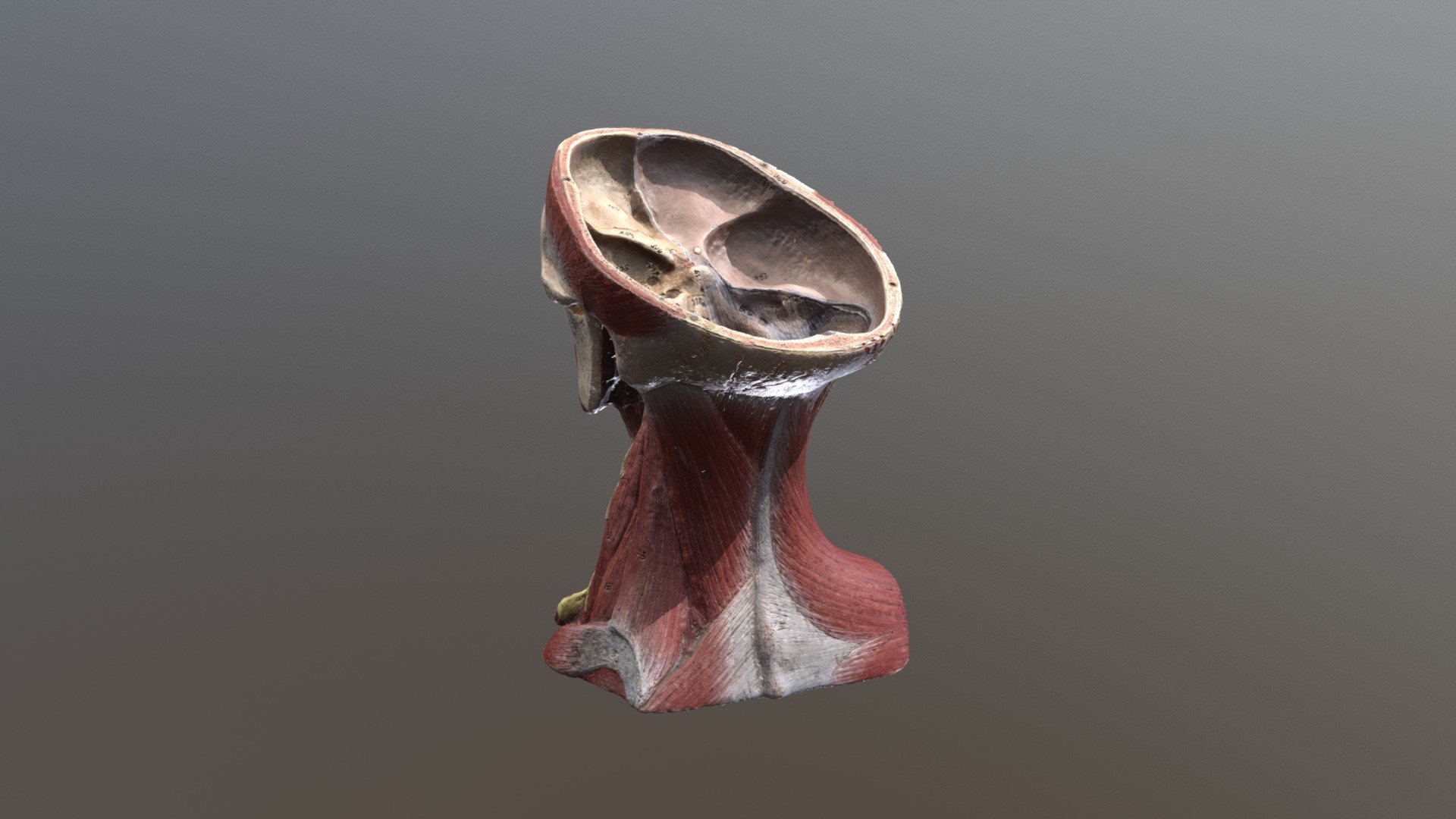 Bio Head - 3D model by jrf5252 [a78b924] - Sketchfab