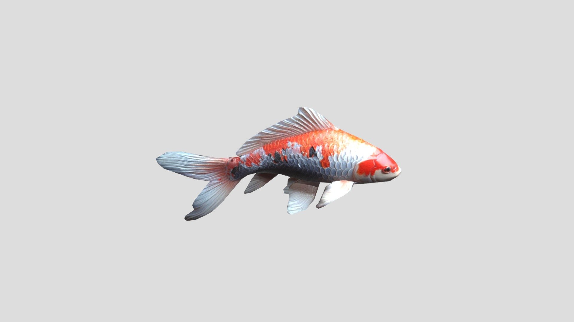 Koi_fish - 3D model by mikep4458 [a790f0f] - Sketchfab