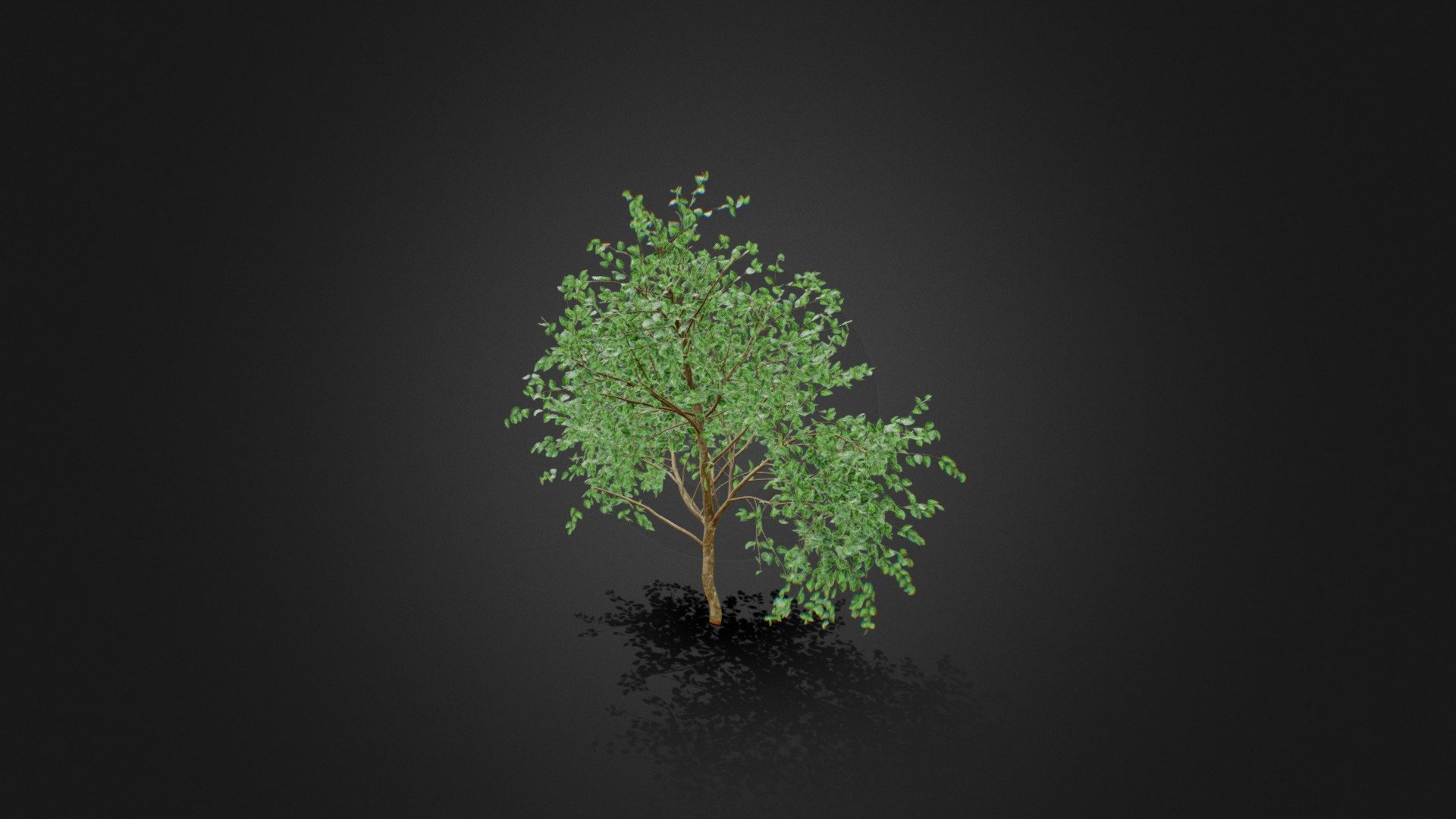 Tree Wind Animation - Buy Royalty Free 3D model by ermalkoci [a79638f ...