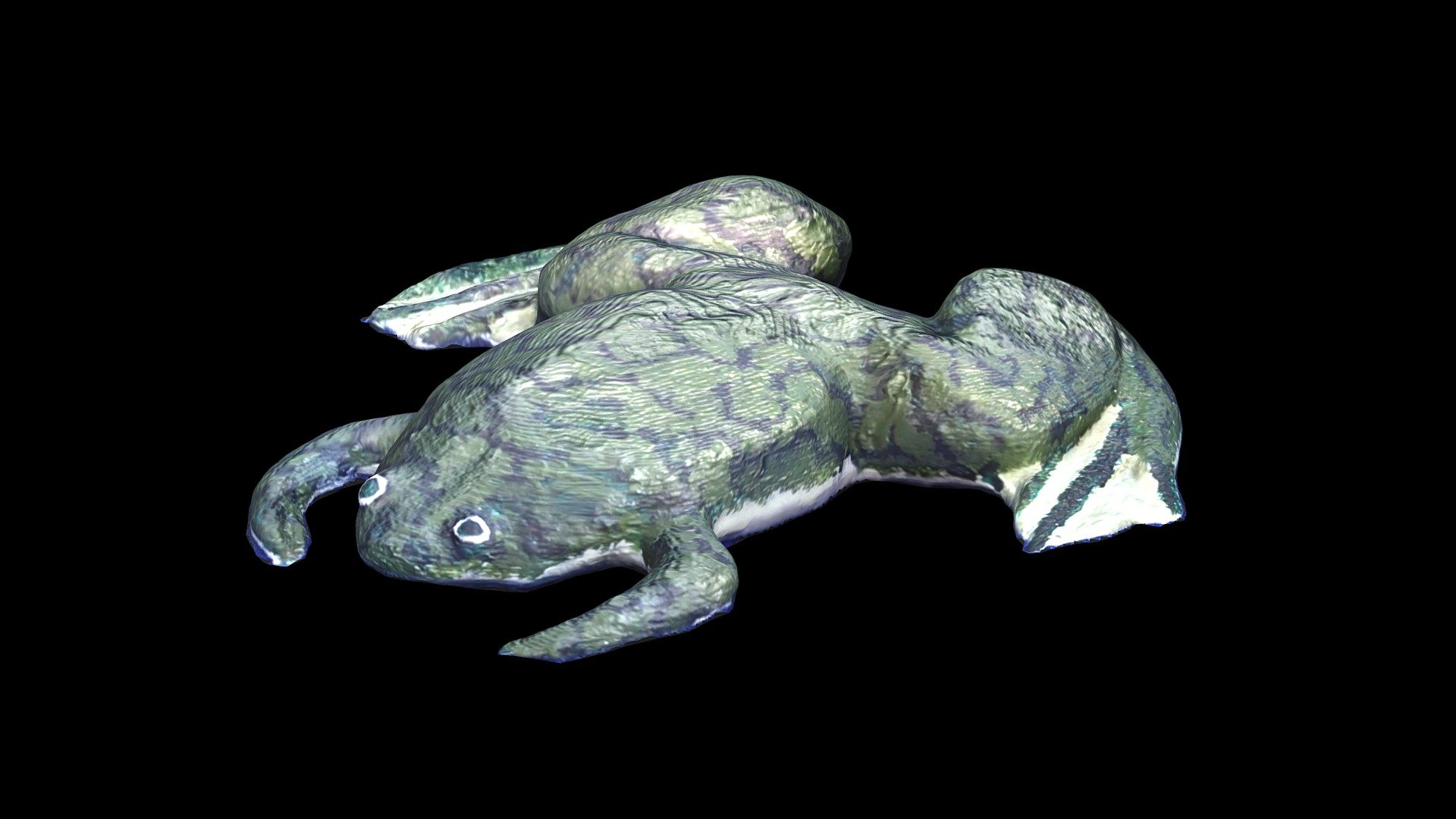 *Xenopus laevis* (African clawed frog) - 3D model by Blackburn Lab (@ufherps) [a799642] - Sketchfab