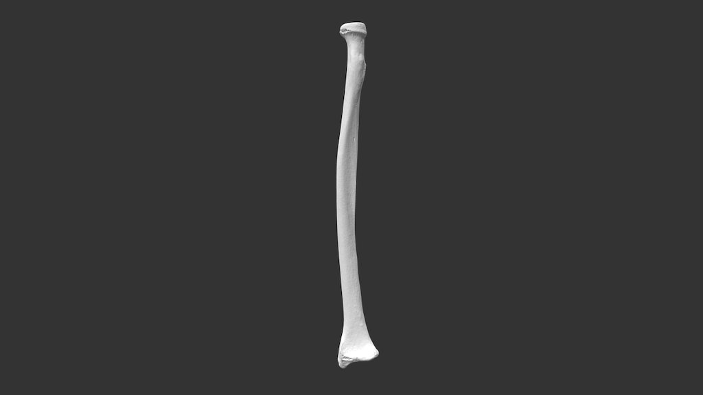 Radius - 3D model by Wellesley College (@WellesleyCollege) [a7a5c92 ...