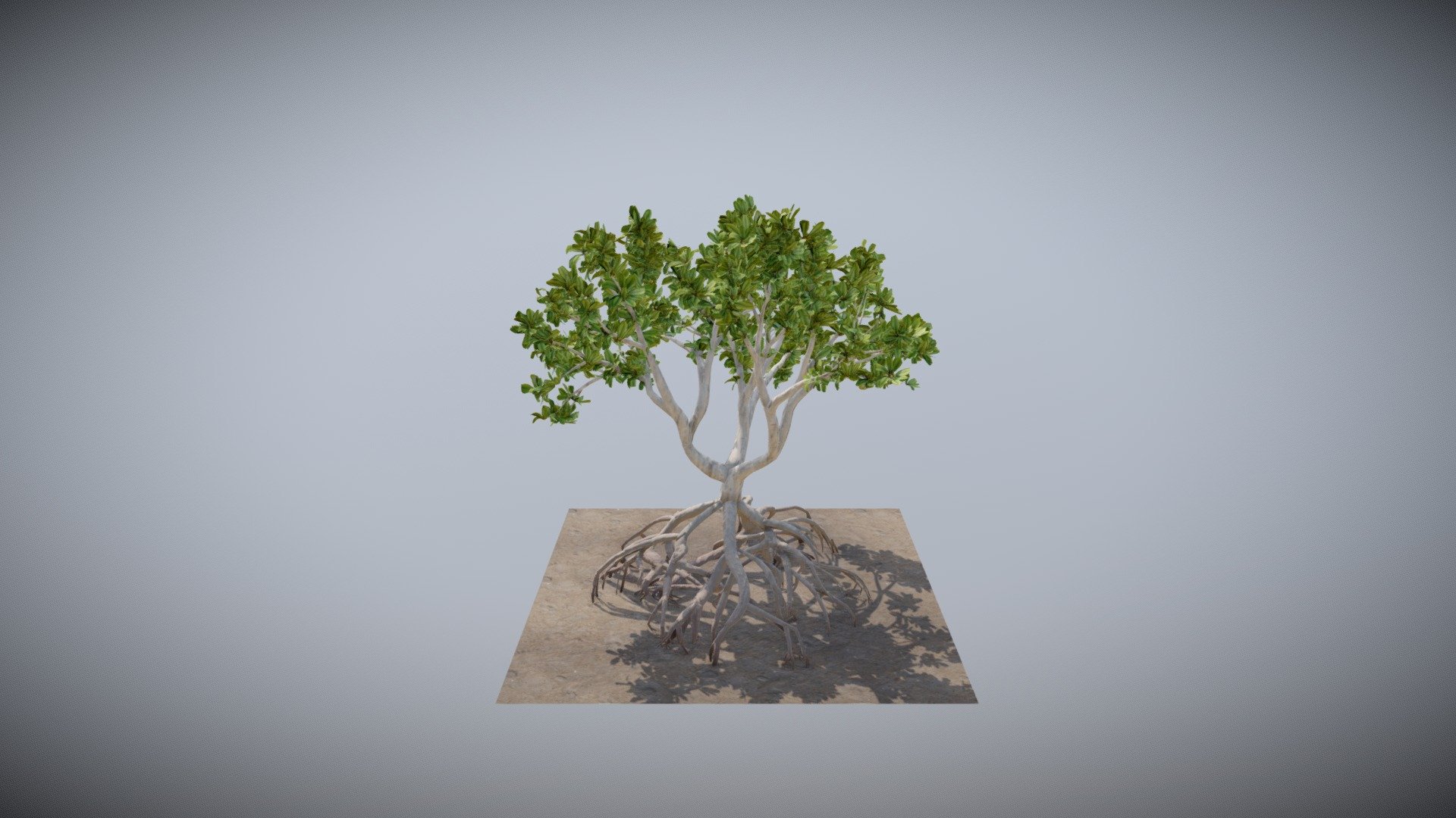 Mangrove - 3D model by Vida Systems (@objects1) [a7a73d7] - Sketchfab
