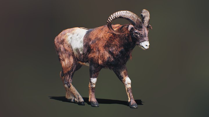 Goat 3D models - Sketchfab