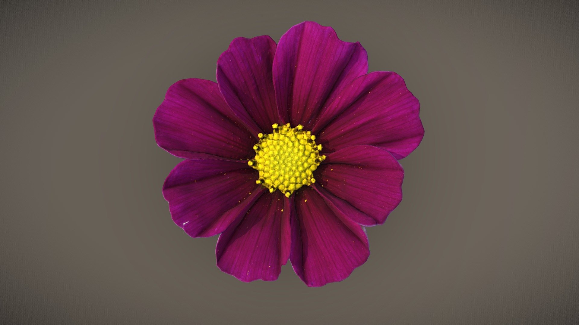 Cosmos Flower - Download Free 3D model by Lassi Kaukonen (@thesidekick ...
