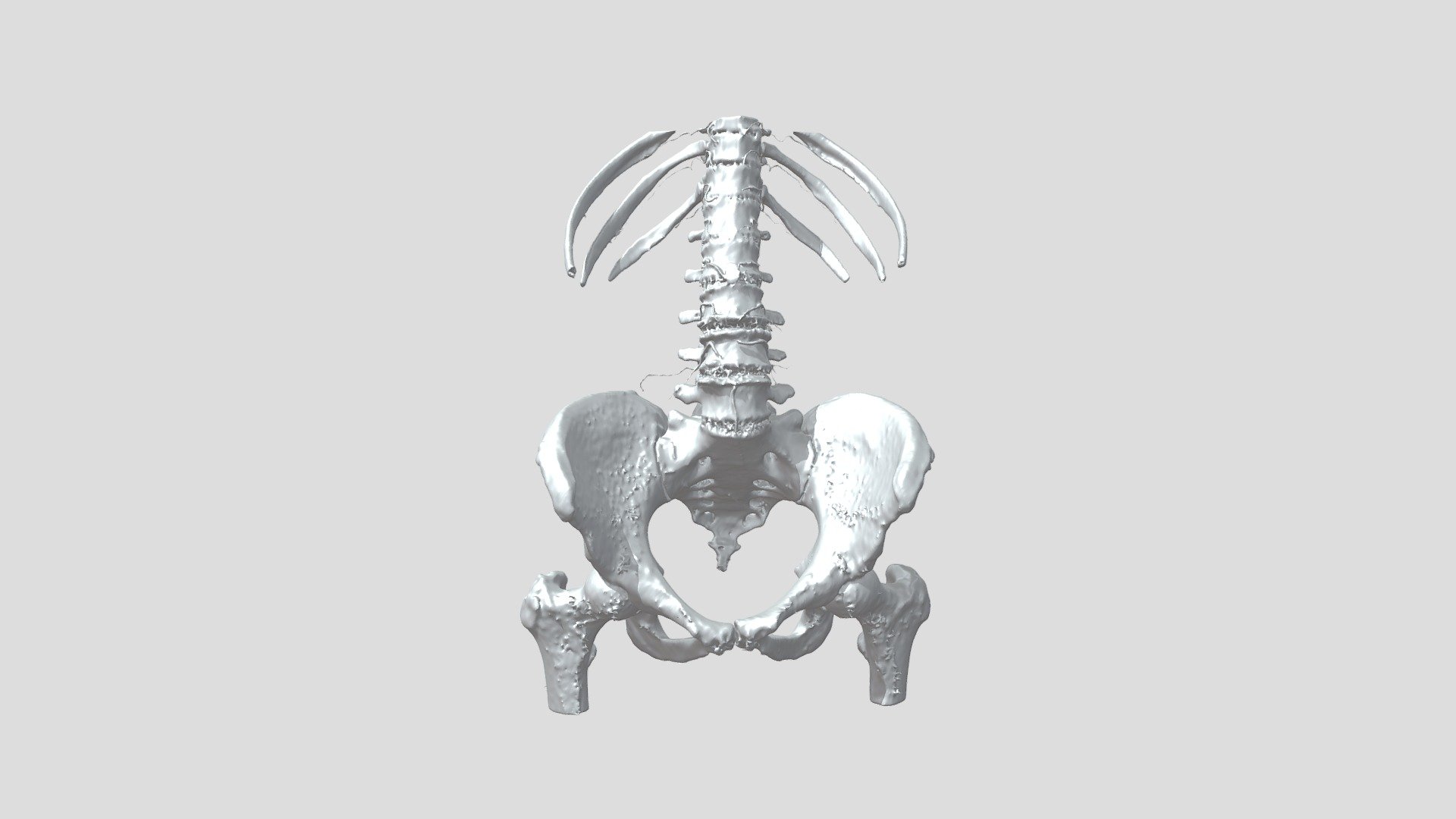 Osový skelet - 3D model by kucharm [a7b64de] - Sketchfab