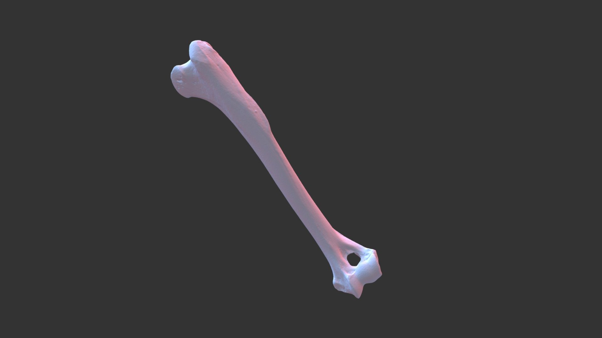 Coyote Right Humerus - 3D model by Megan (@masaunde) [a7b6dea] - Sketchfab