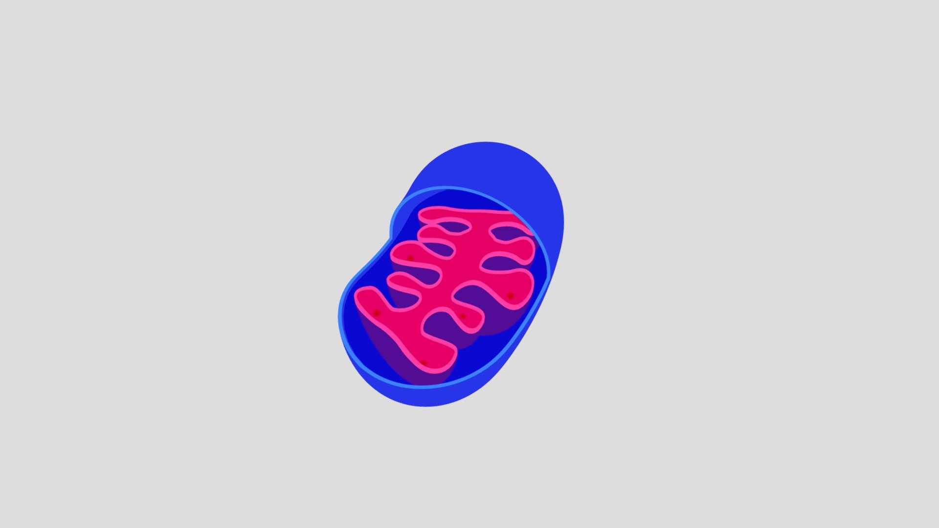 Mitochondria - 3D model by nathanconlon [a7c16f8] - Sketchfab