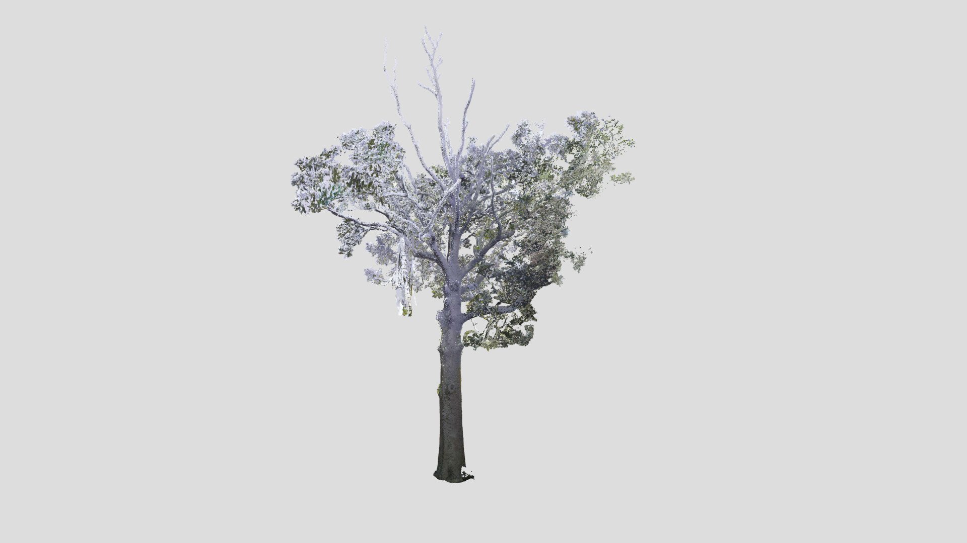 Tree Point Cloud - Buy Royalty Free 3D model by magnum_opus (@tree ...