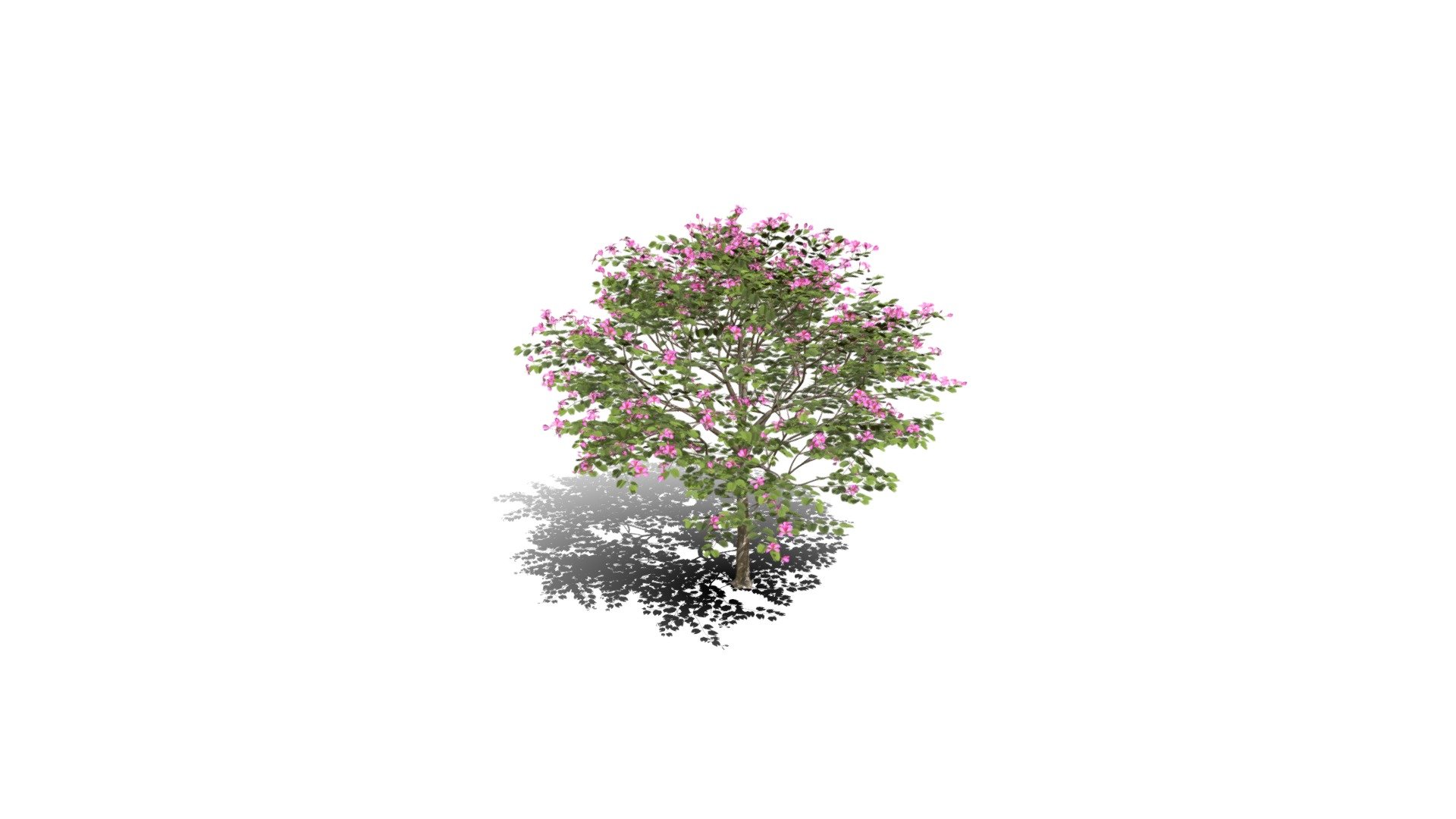 Realistic HD Hong Kong orchid tree (9/40) - Download Free 3D model by ...